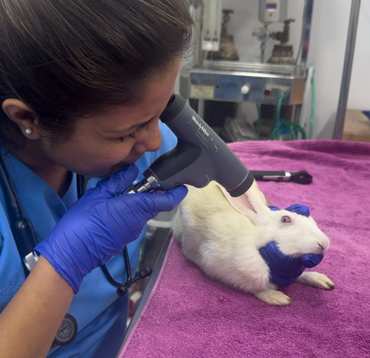 Rabbit and Rodent Veterinary Clinic in Mumbai | Expert Dental and ...