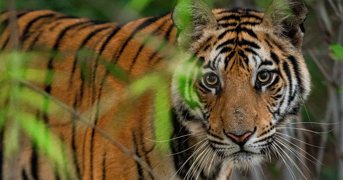 Connect with the Tiger Conservation Coalition