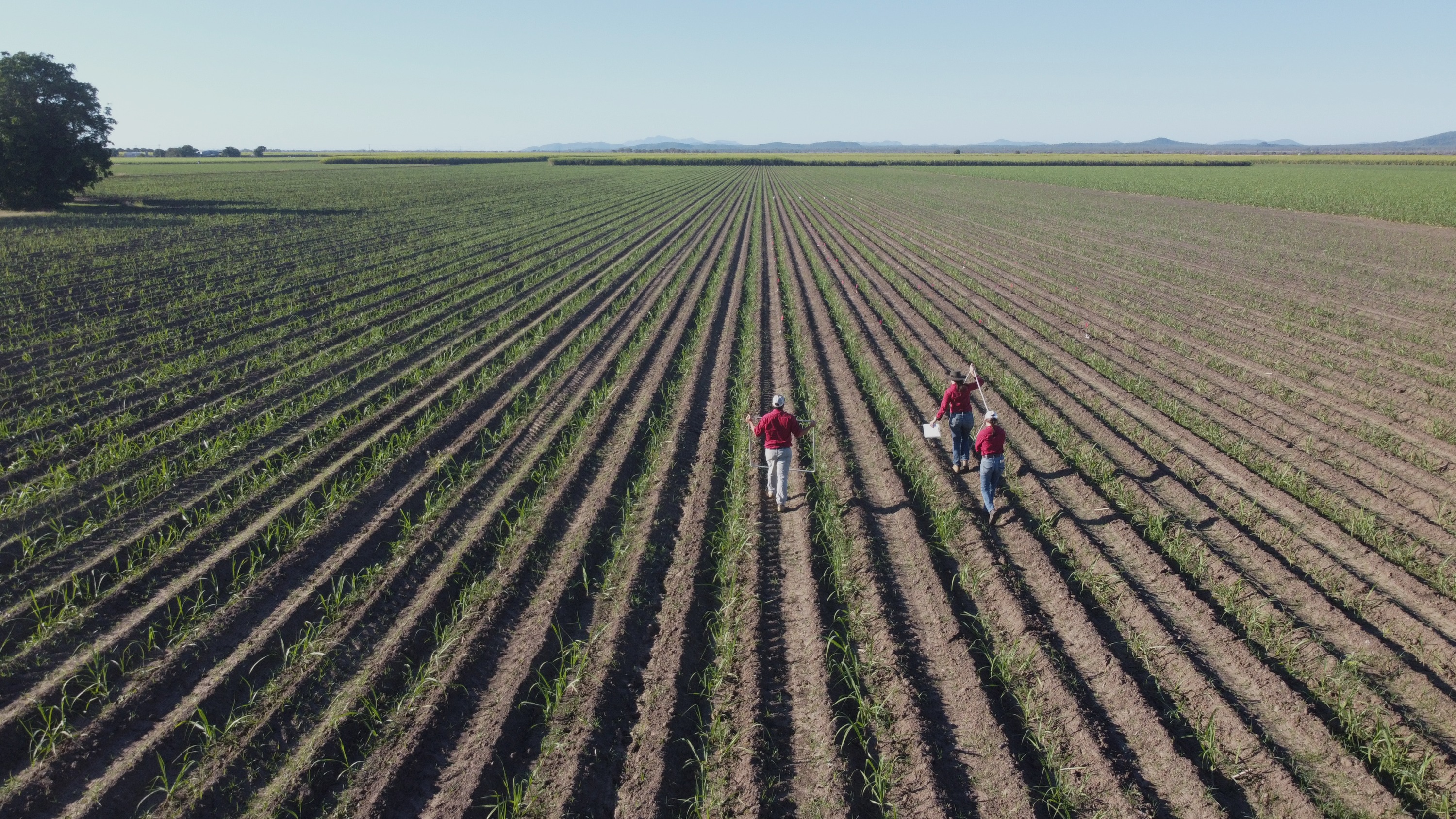 Sugarcane Irrigation Automation Solutions | Farmacist