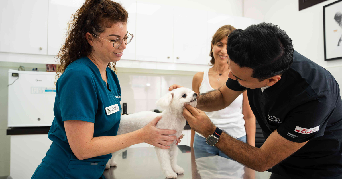 Pet Mass Removal Surgery in Dubai: Diagnosis to Recovery