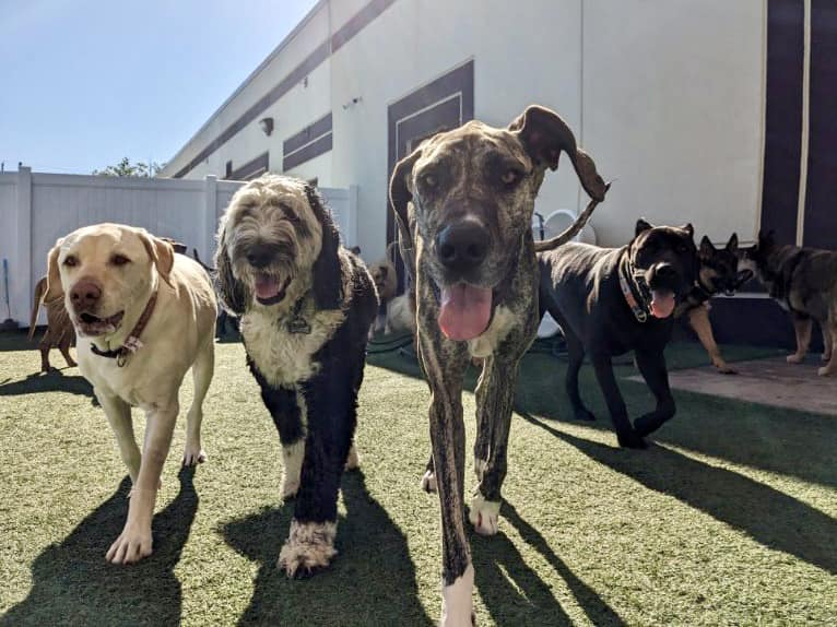 Blog - Cuddle Up Pup