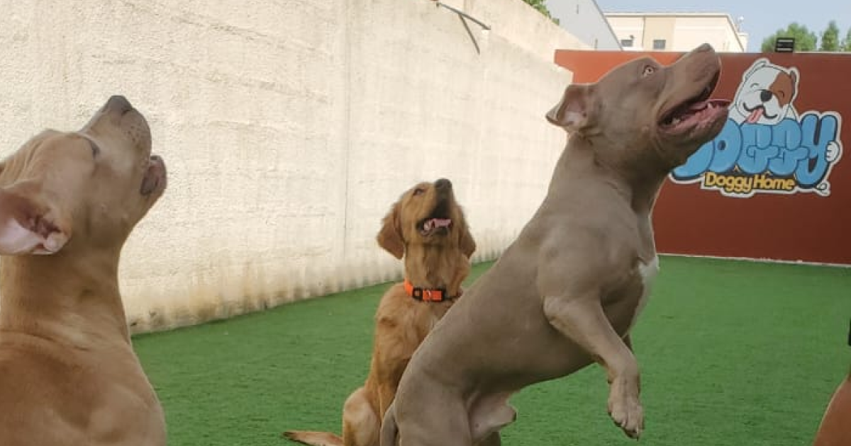 Professional Dog Training in Dubai | Training Sessions for Puppies ...