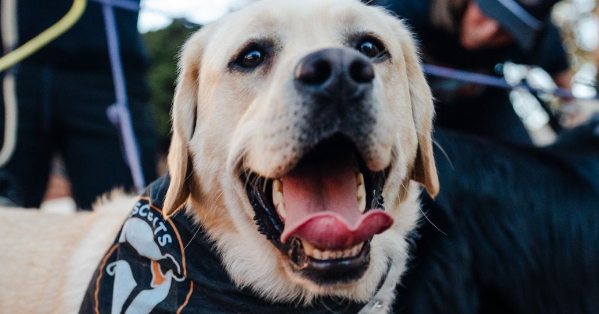 Real Pup Transformations | Pup Scouts Success Stories