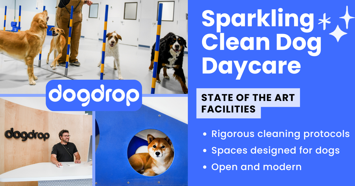 Dogdrop Facility Standards | Our Modern Dog Daycare Experience