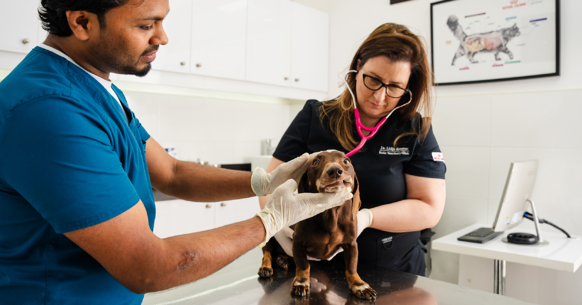 Parasite Prevention for Dogs: Deworming and Flea & Tick Treatment