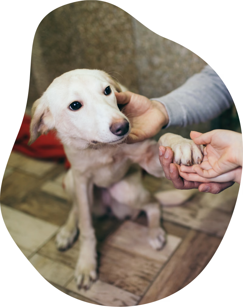 Our Partners | The Barking Lot