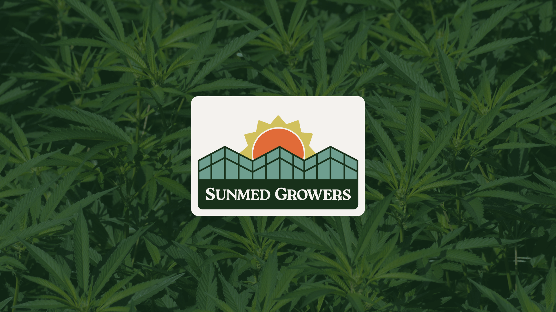 Brand, Marketing and Digital for a Cannabis Pioneer: SunMed Growers ...