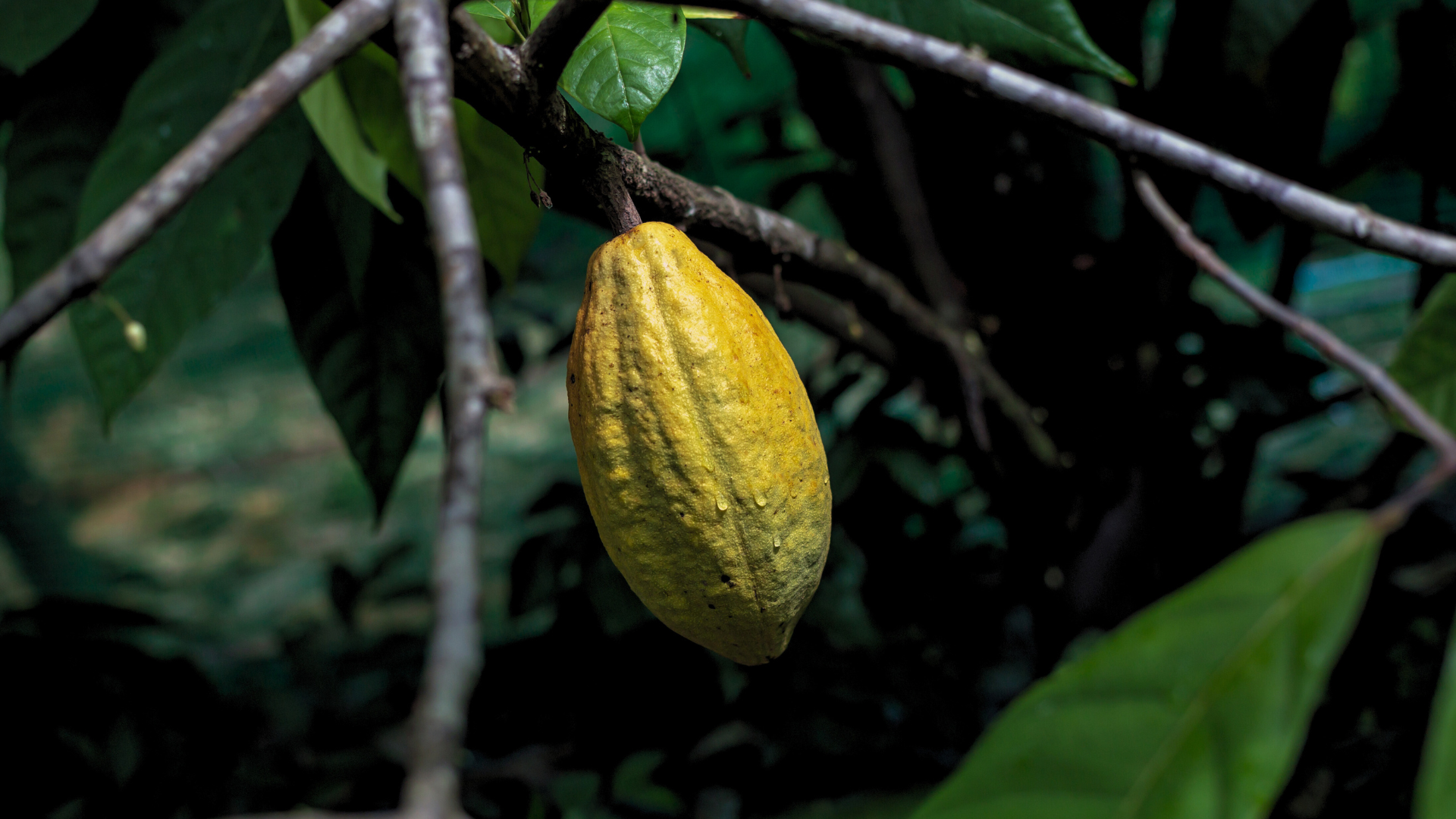 Sustainable cacao trial