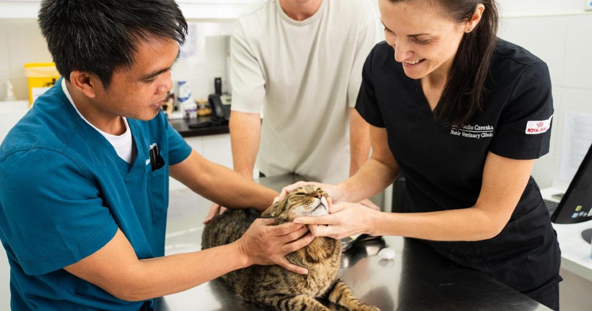 Cat Friendly Vet Clinic in Dubai: Personalized Cat Care
