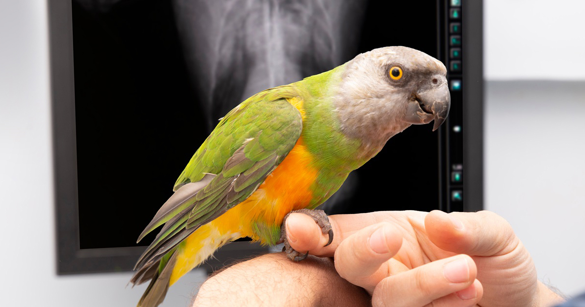 Bird Vet in Dubai: Consultations, Diagnosis & Treatments