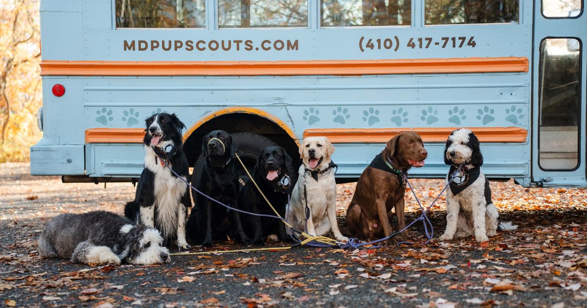 About Pup Scouts | Premium Dog Care: Training, Walking & Grooming