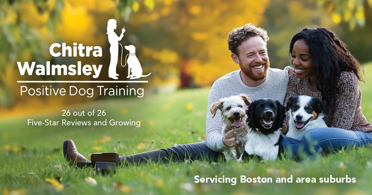 Chitra Walmsley Positive Dog Training