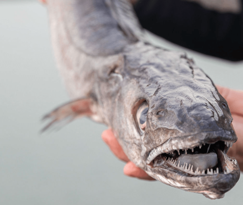 Glenmar Shellfish Ltd.
