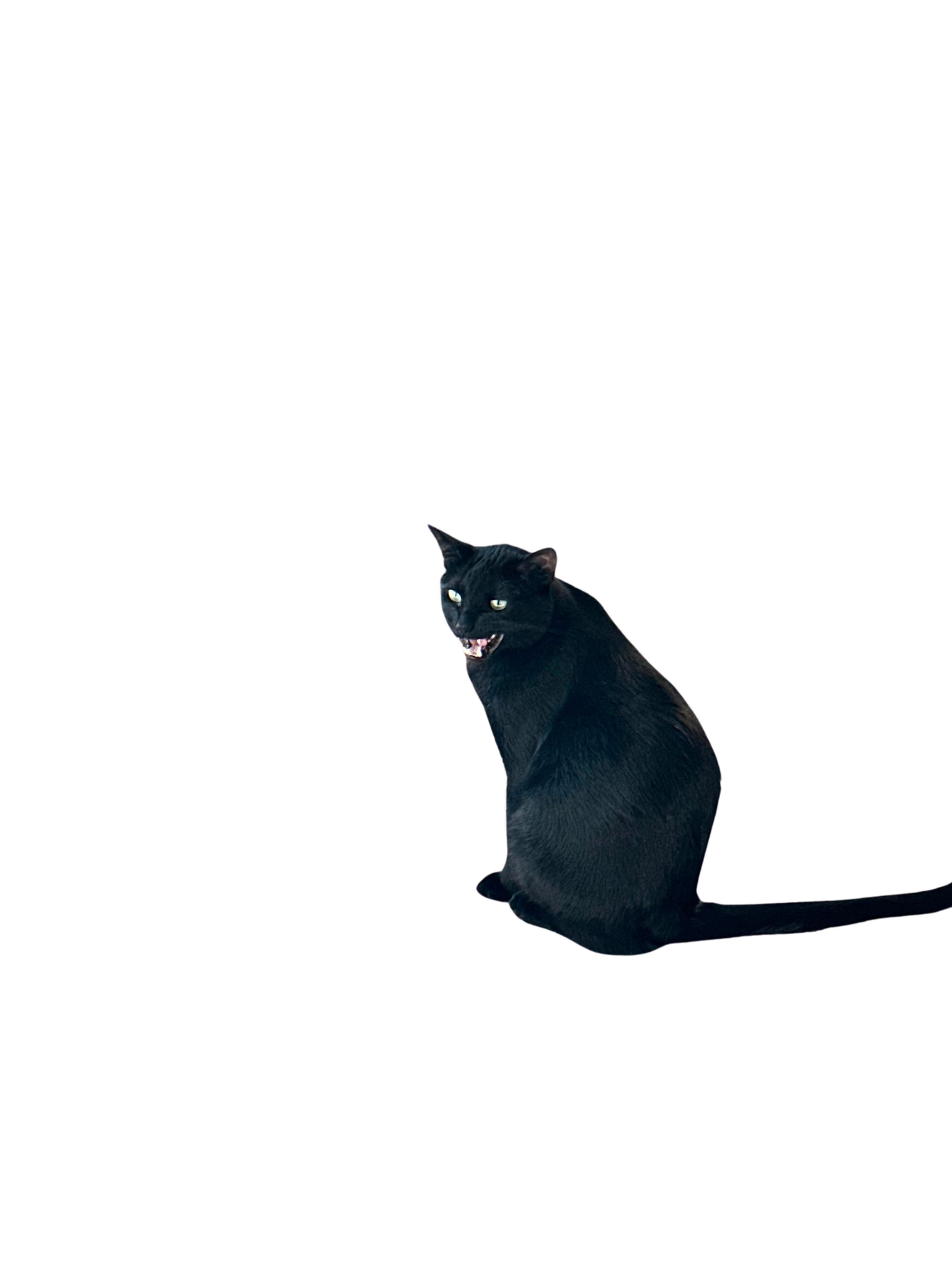 SHADOWCAT $SHADOWCAT