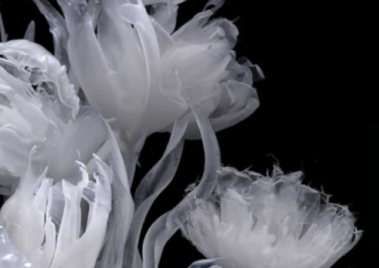 Luna Ikuta "Rebirth" | Load Gallery