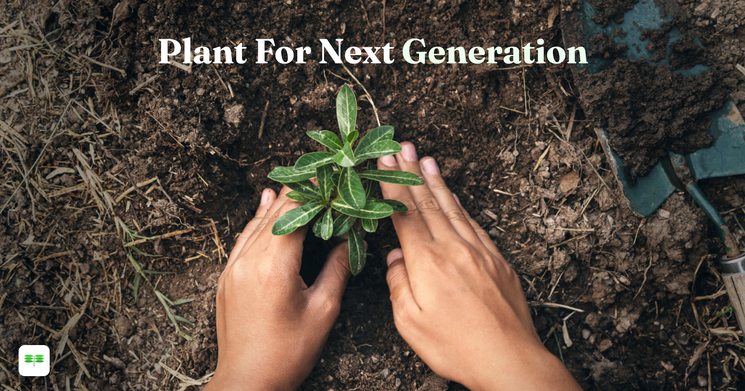 Second Bind - Brazil Nut Tree