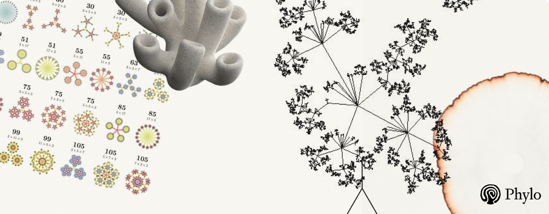 Phylo - Pricing