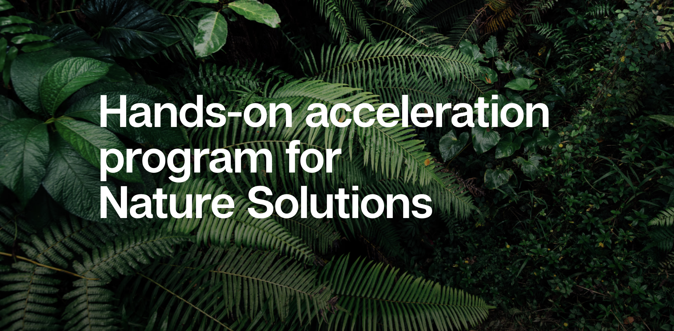 Brainforest - Venture Program