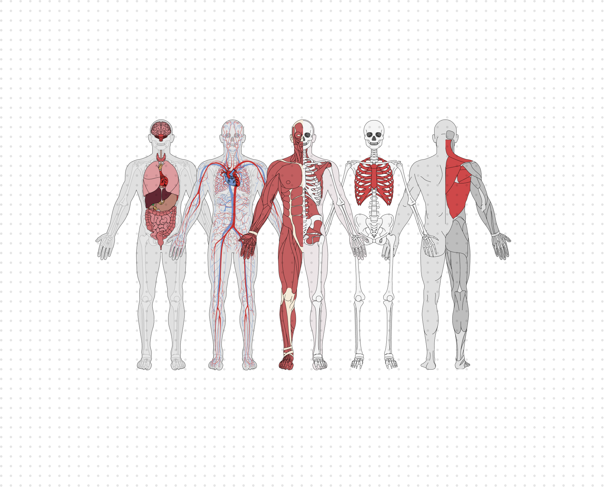 Anatomical Design System – Case Study