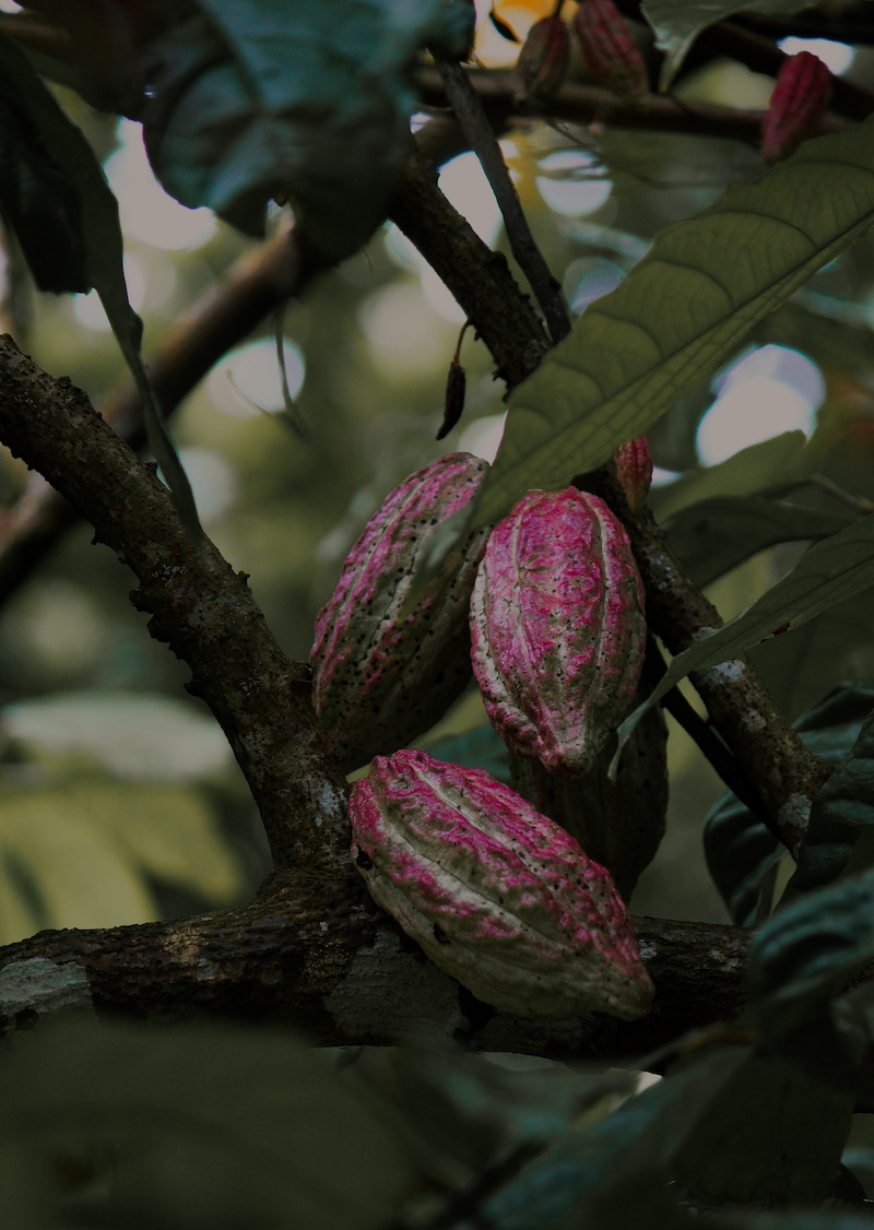 Open Cacao Chain
