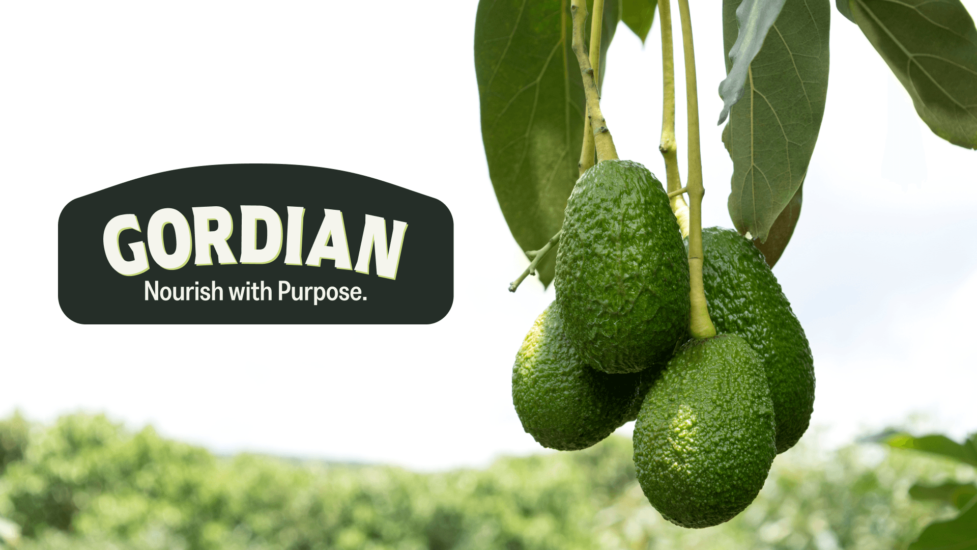 Gordian Foods