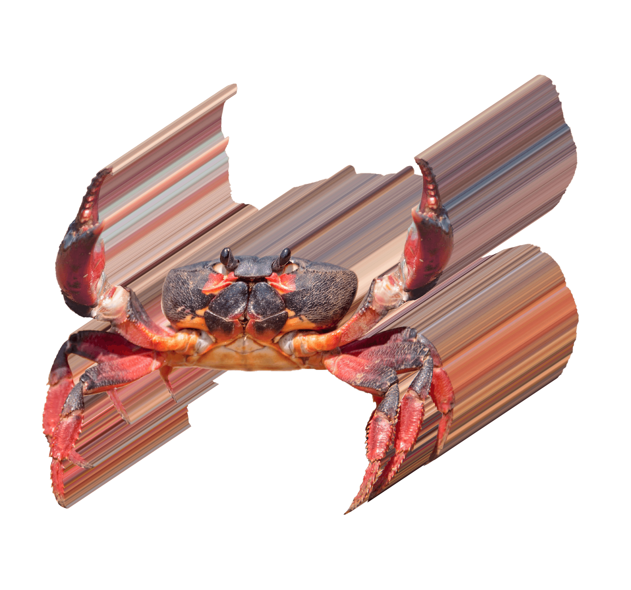 Wizz - Expand your world