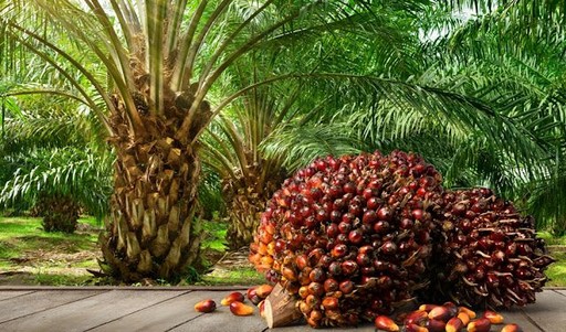 Teror Ulat Api (Setothosea asigna) di Jantung Sawit Sultra: Mengenal ...