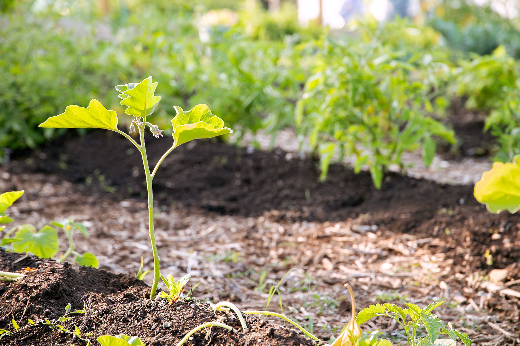 Adopt a Lot - Lucas County Land Bank