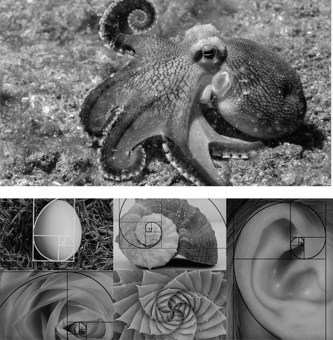 Octopus Museum - Jeremy Yeh's Portfolio