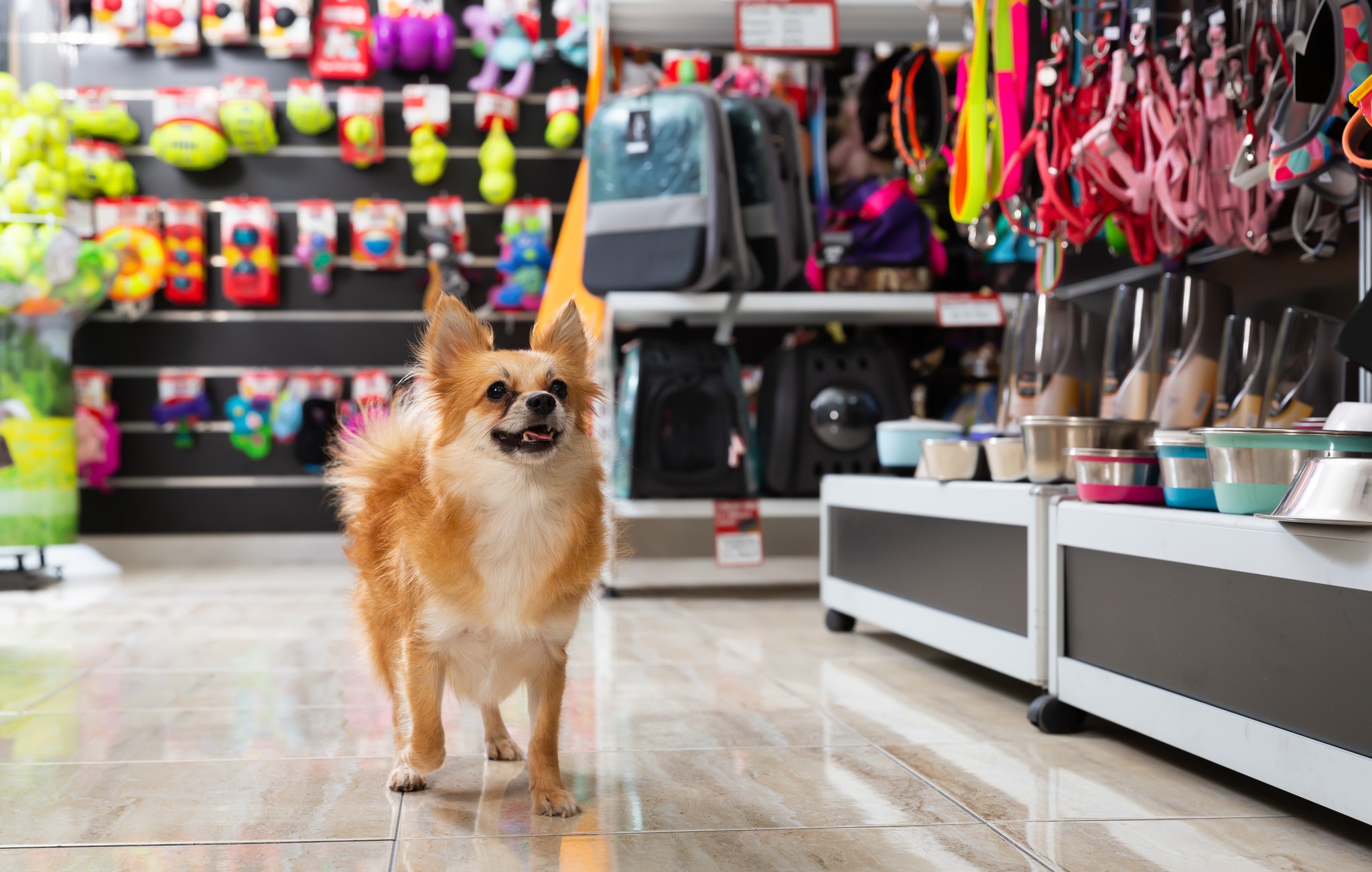 10 Best Pet Shops in Abu Dhabi: A Complete Guide