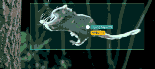 How to Annotate with Bounding Boxes [Guide & Examples]