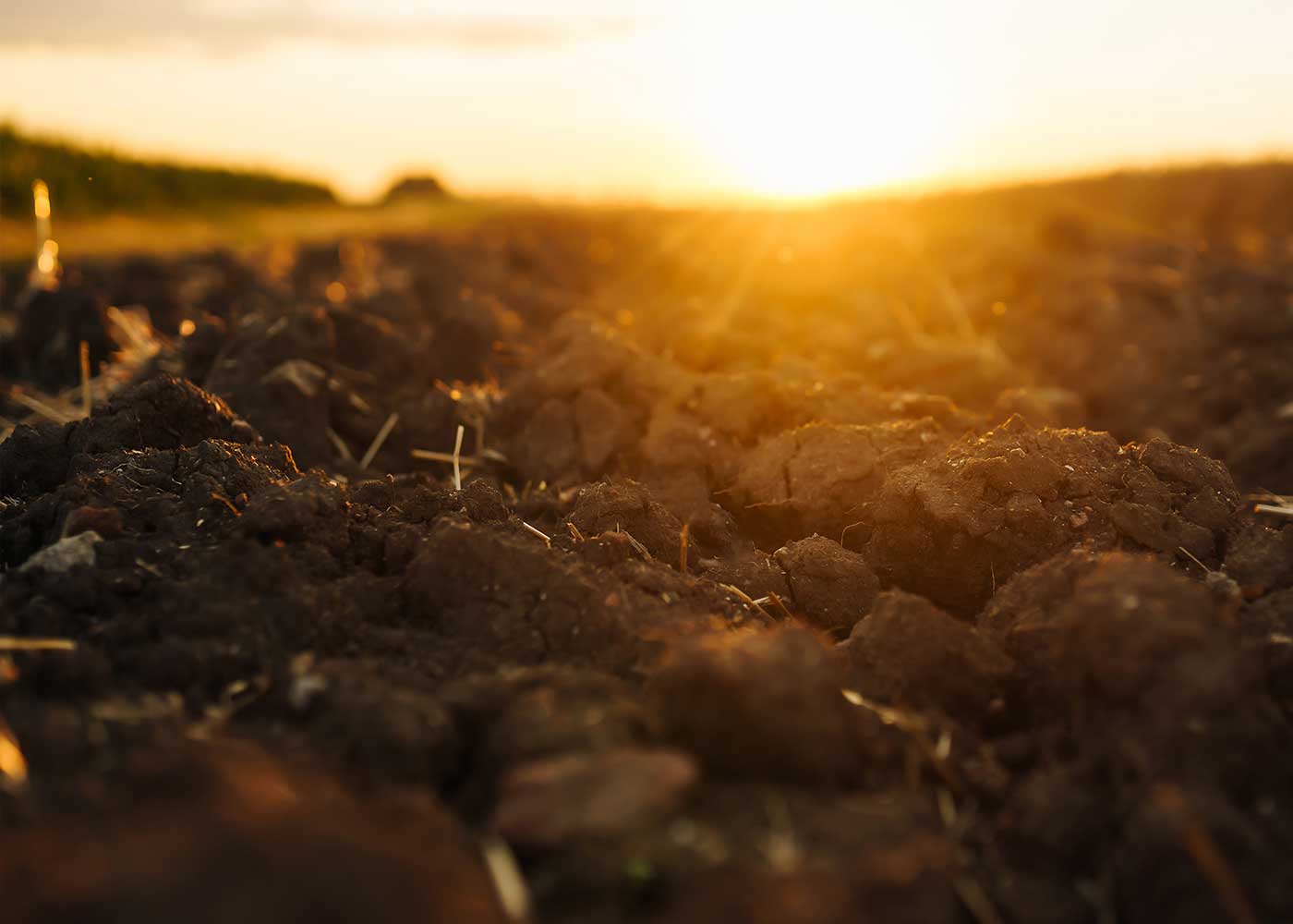 The Earth Rover Program