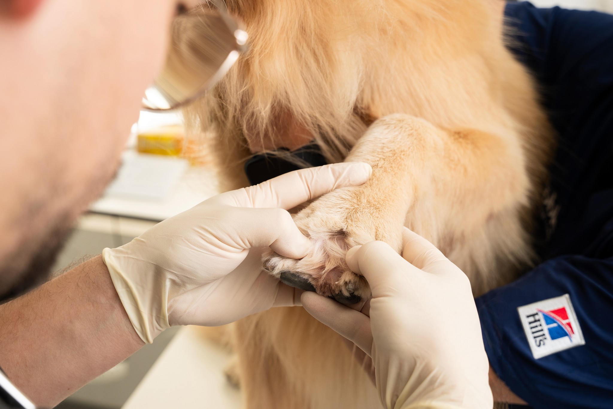 Skin Papillomas in Dogs: Causes, Signs, and Treatment