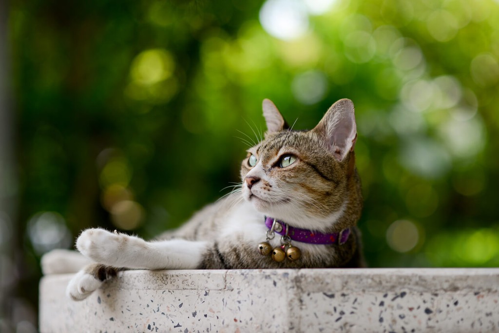 Cat Definitions: Understanding Classification Types - APWF