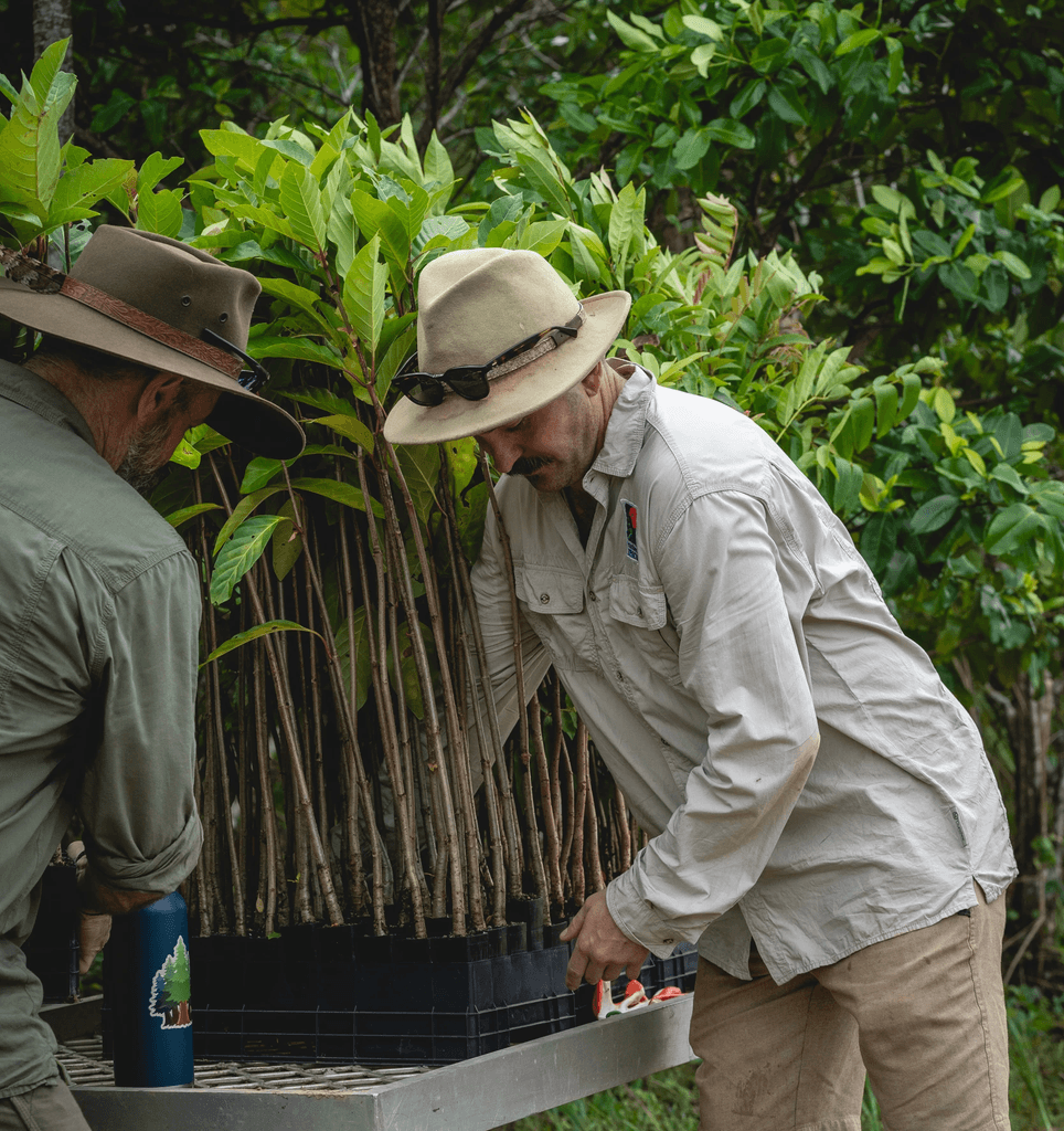 An ode to the Daintree Rainforest in Australia. - Restor | Global hub for nature restoration and ...