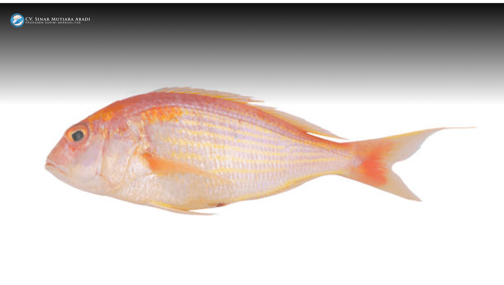 Surimi Fish: Types of fish used in the making of surimi - CV. Sinar ...