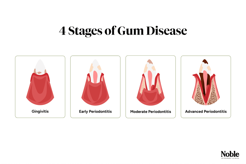 Gum Disease in Dogs: Stages, Causes, and Treatment