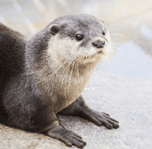 Flowith - Your AI Creation Workspace, with Knowledge