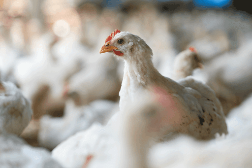 Poultry ERP Software | Bileeta Cloud Farming Solutions