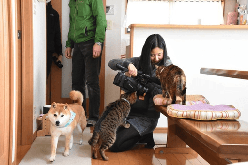 Kabosu Doge History of All Time