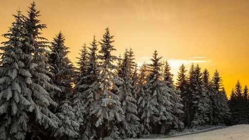Gift better: 10 Shopify stores turning gifts into tree-planting power ...