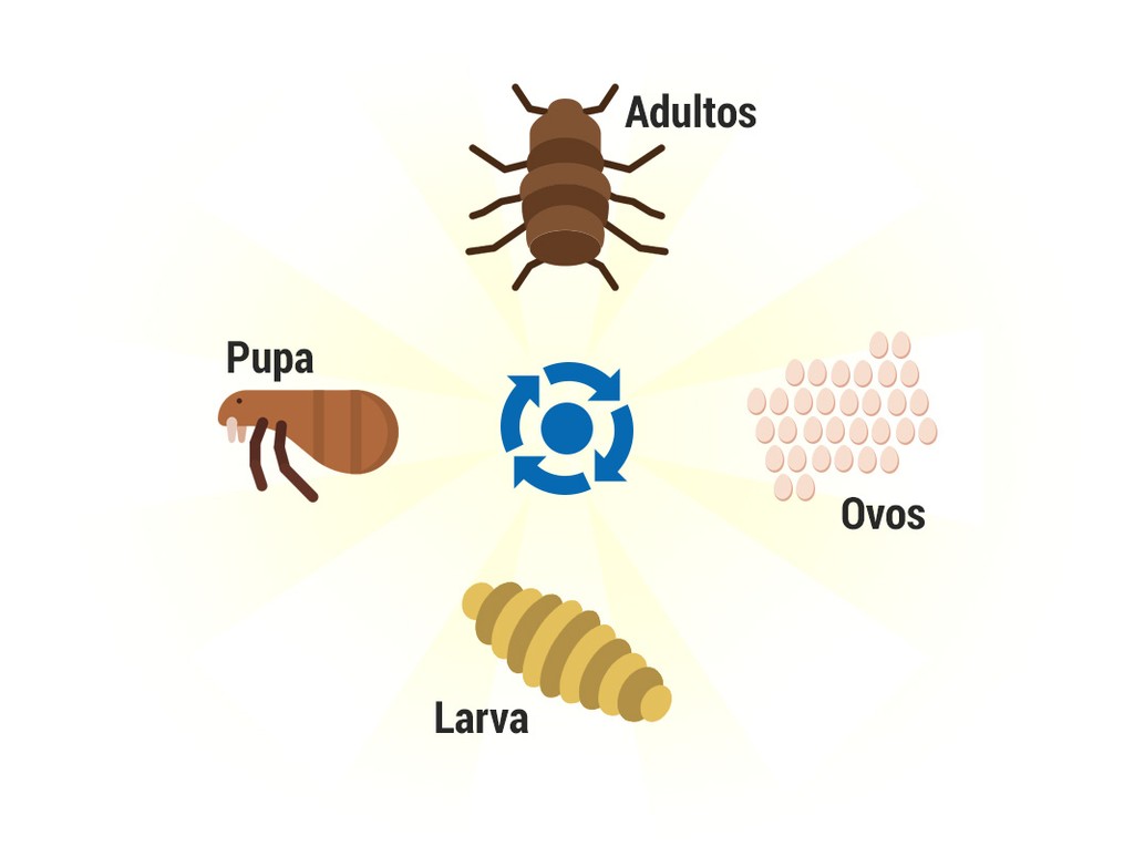 Ciclo de vida das pulgas - InsectControl