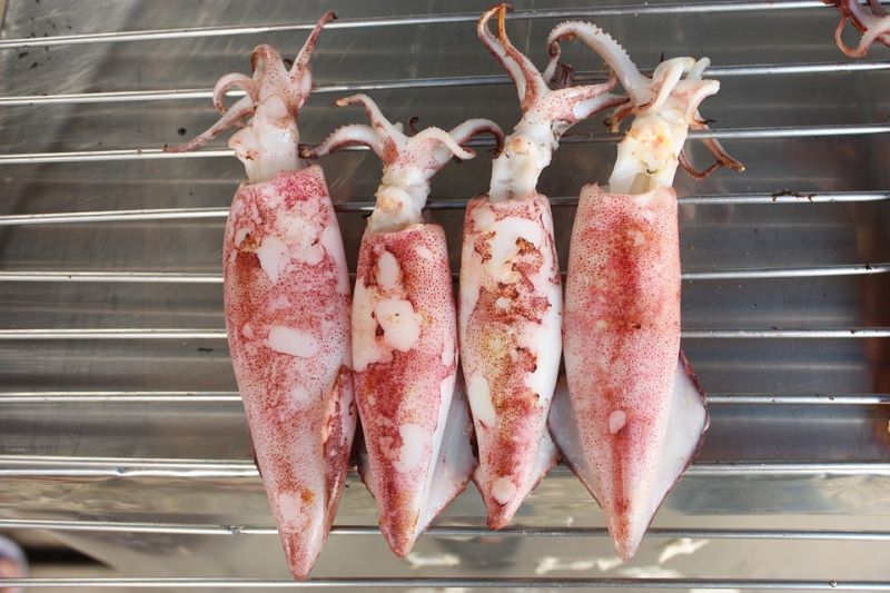Molluschi, quali sono? L’elenco dei tipi di mollusco - Everli