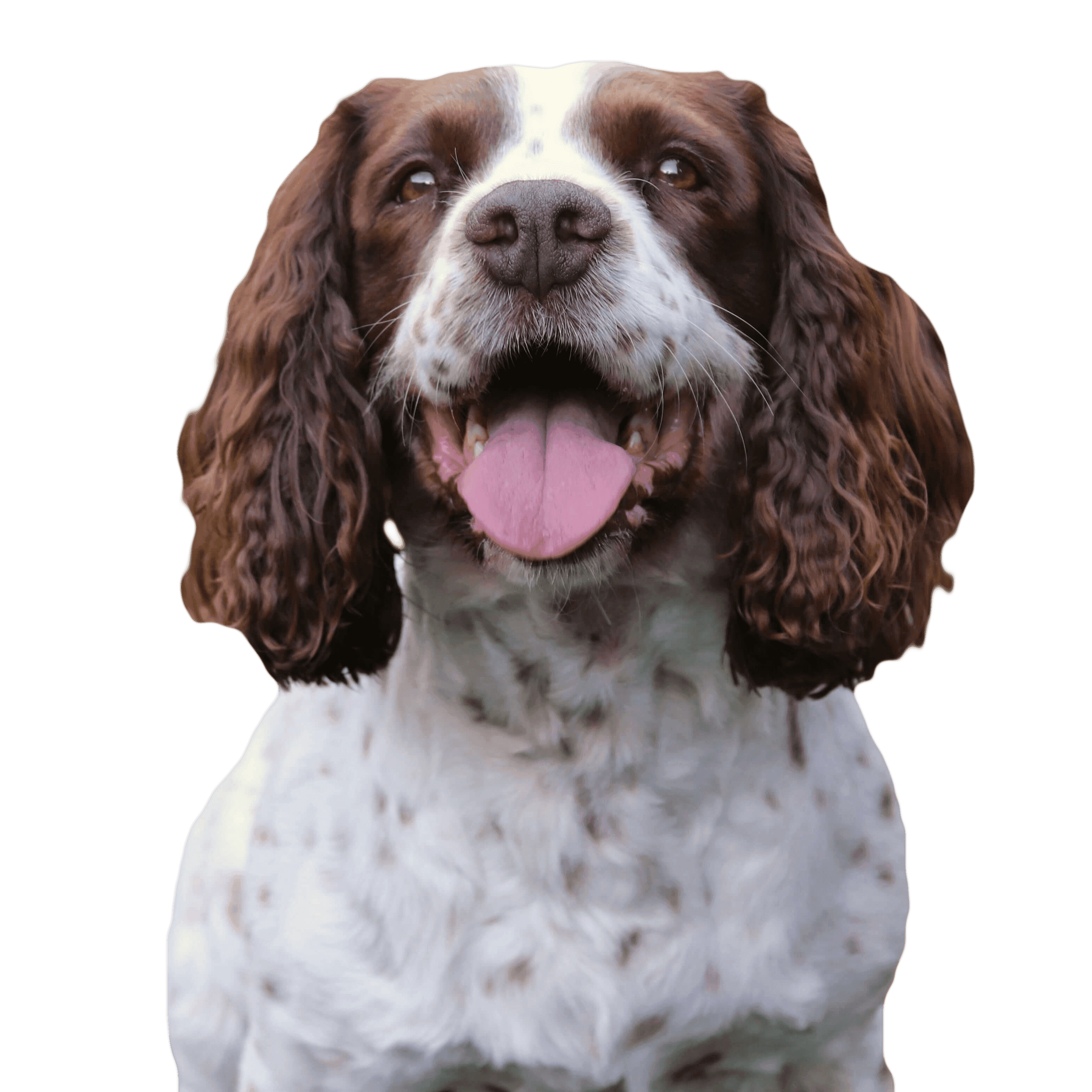Molly's Dog Care