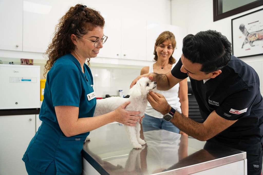 A Detailed Guide to Pet Insurance: What You Need to Know