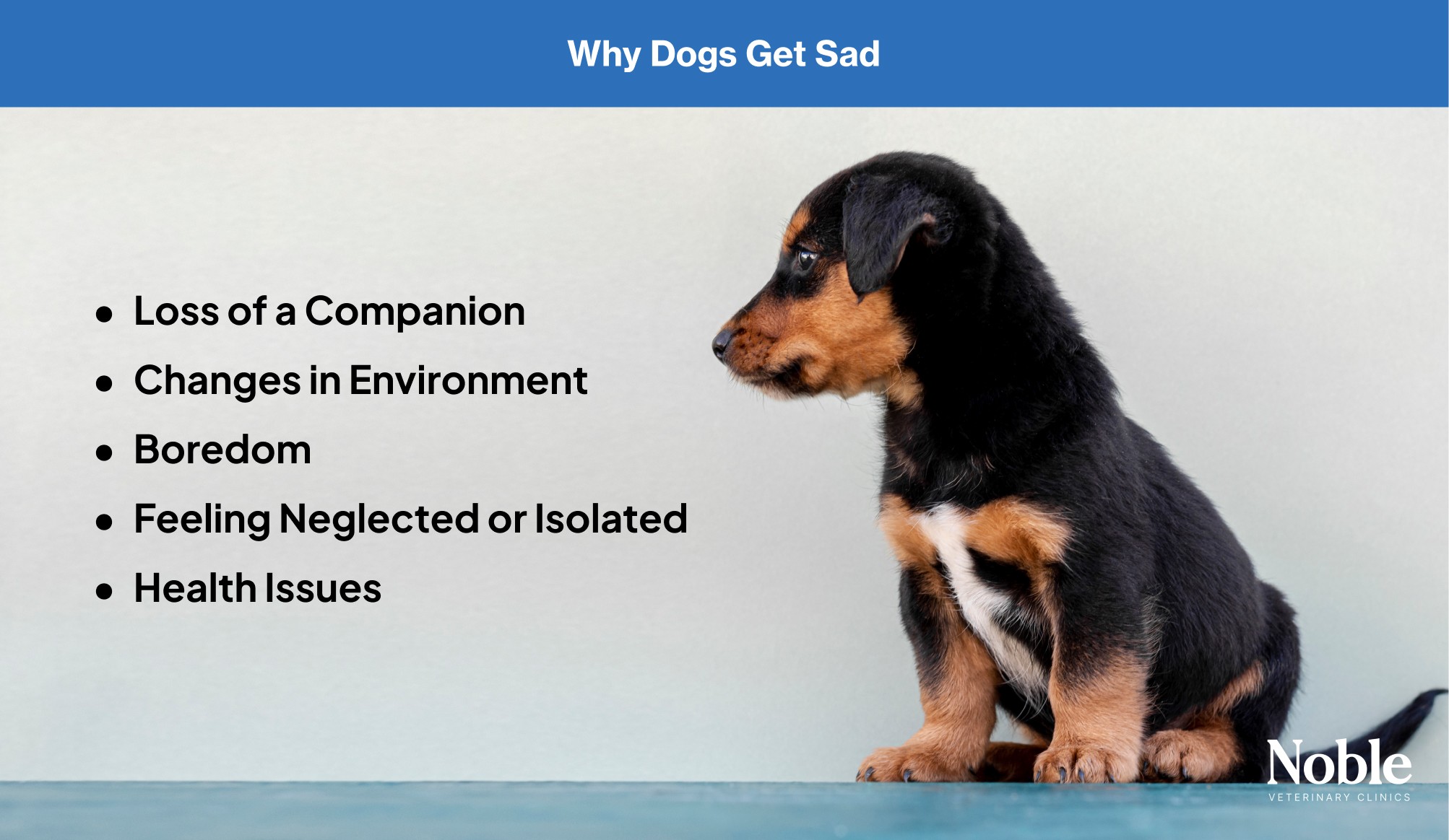 Dog Sadness: 10 Signs of a Sad Dog and How to Help