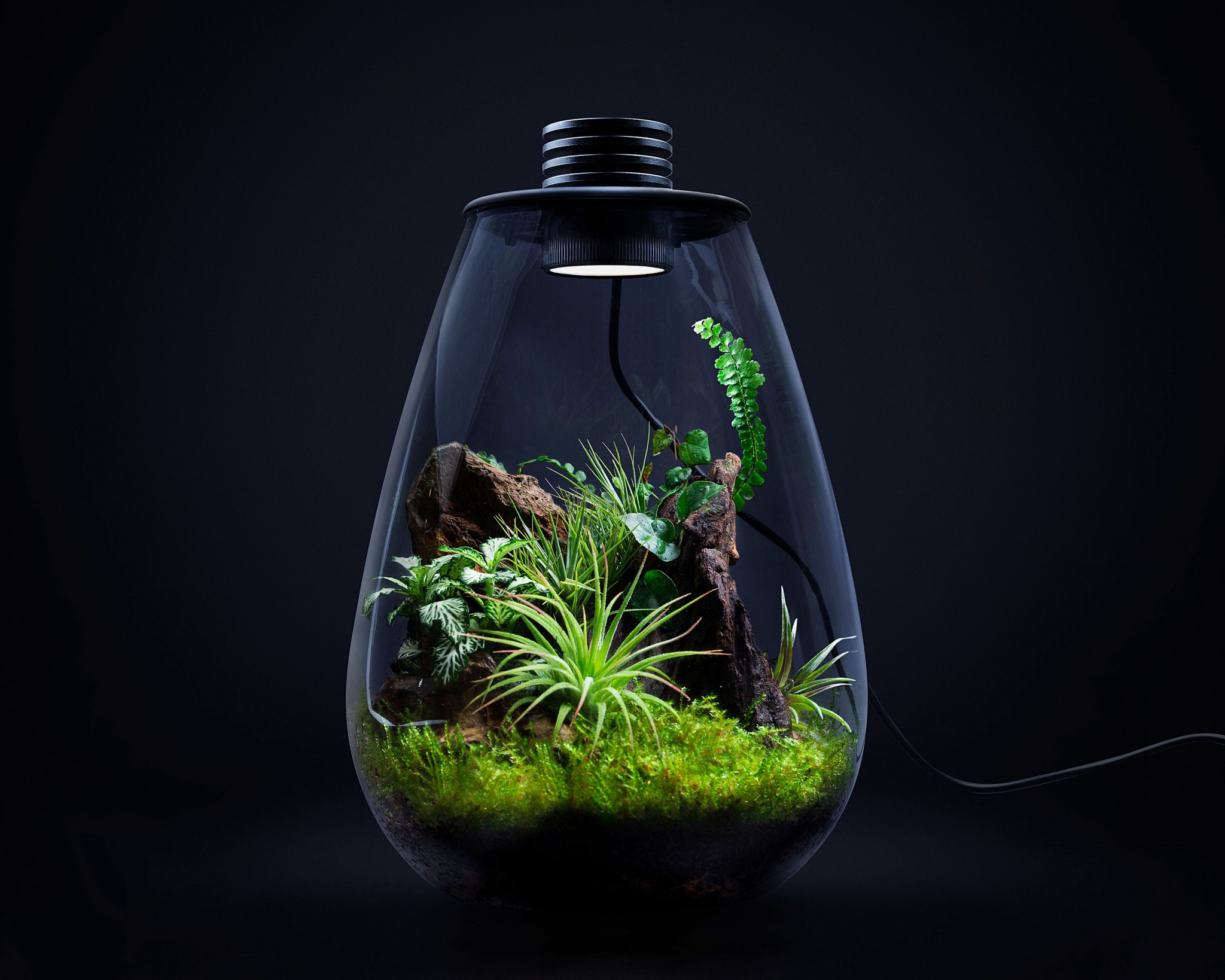 Baiosphere - Your Living Light | Mini Terrarium with Full Spectrum LED ...