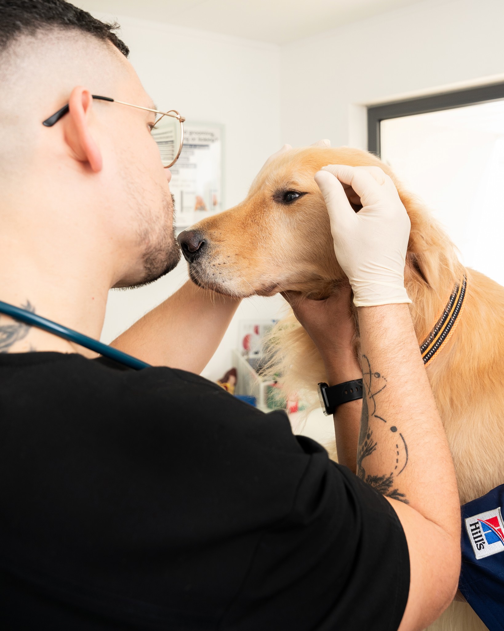 The Complete Guide to Parvo in Cats: From Causes to Care