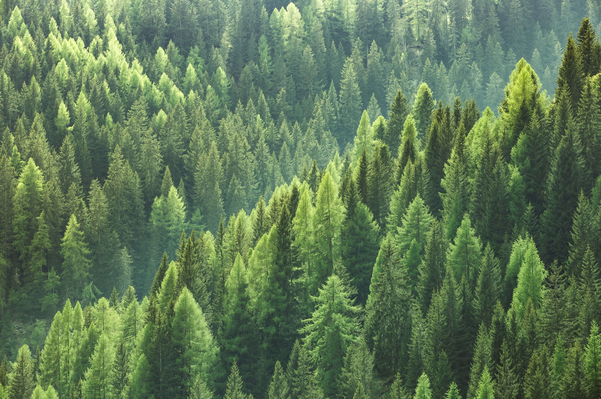 Evergreen Timber Supply