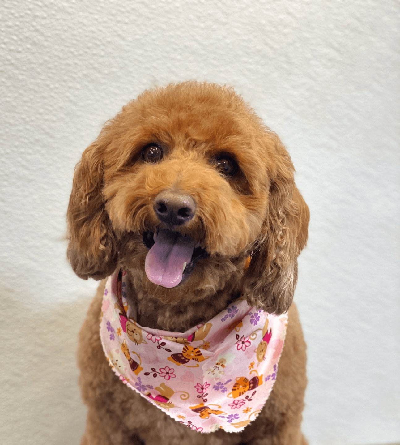 Mobile Dog Grooming in Union County, NJ | Petway Grooming